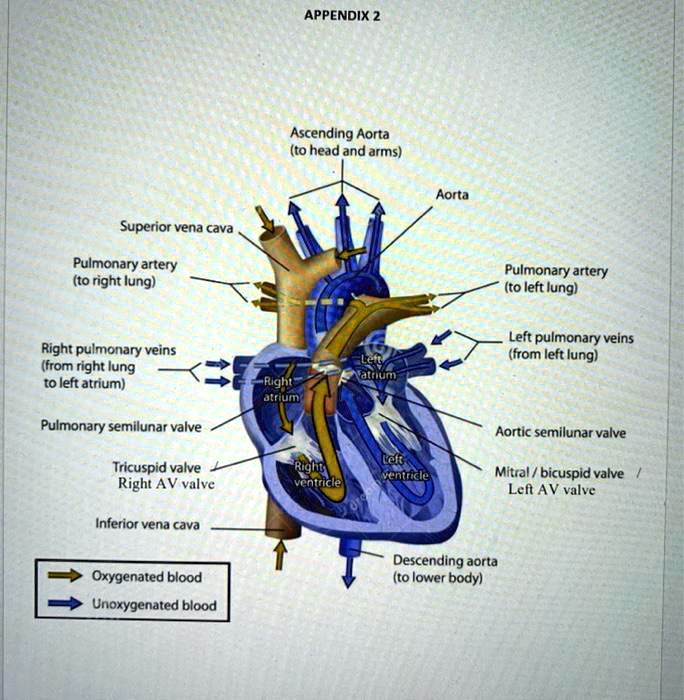APPENDIX 2 Ascending Aorta (to head and arms) Aorta Superior vena cava Pulmonary artery (to ...