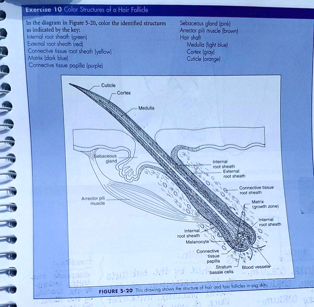 exercise 10 color structures of a hair follicle in the diagram in ...