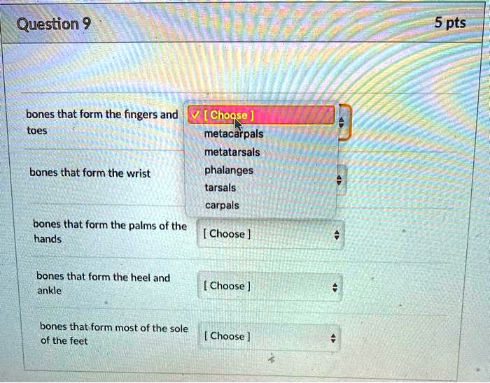 match the answers question 9 5 pts bones that form the fingers and ... match the answers question 9 5 pts bones that form the fingers and ...