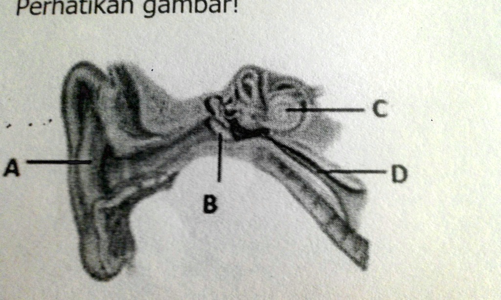 SOLVED: Perhatikan gambar! Tuliskan bagian yang ditunjukkan oleh huruf ... SOLVED: Perhatikan gambar! Tuliskan bagian yang ditunjukkan oleh huruf ...