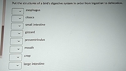 Put the structures of a bird's digestive system in order from ingestion ...