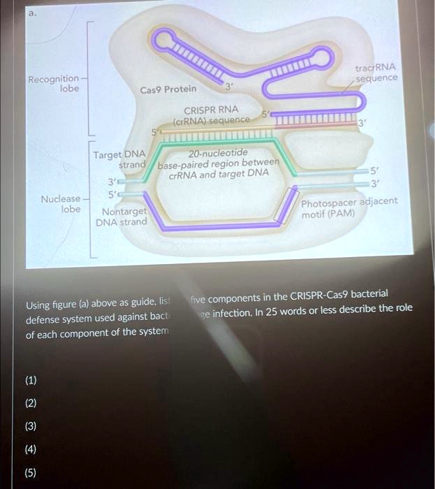 a. Recognition lobe Nuclease lobe Cas9 Protein Target DNA strand 3' 5' Nontarget DNA strand 5 3 ...
