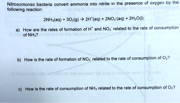 Nitrosomonas Microbewiki
