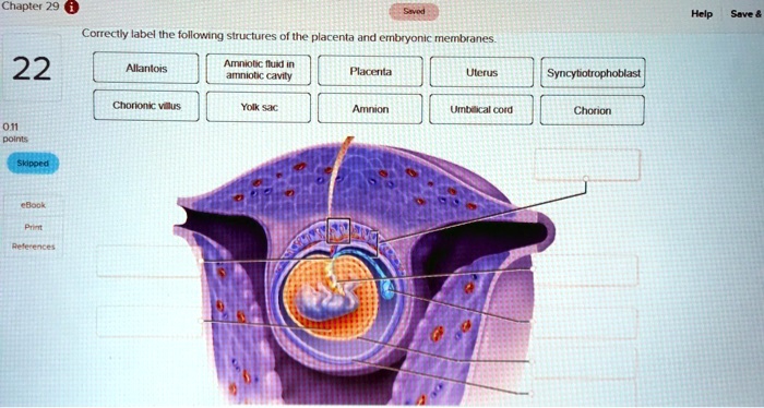 SOLVED: Chapter 29 Sevod Help Save Correctly label the following structures of the placenta and ...