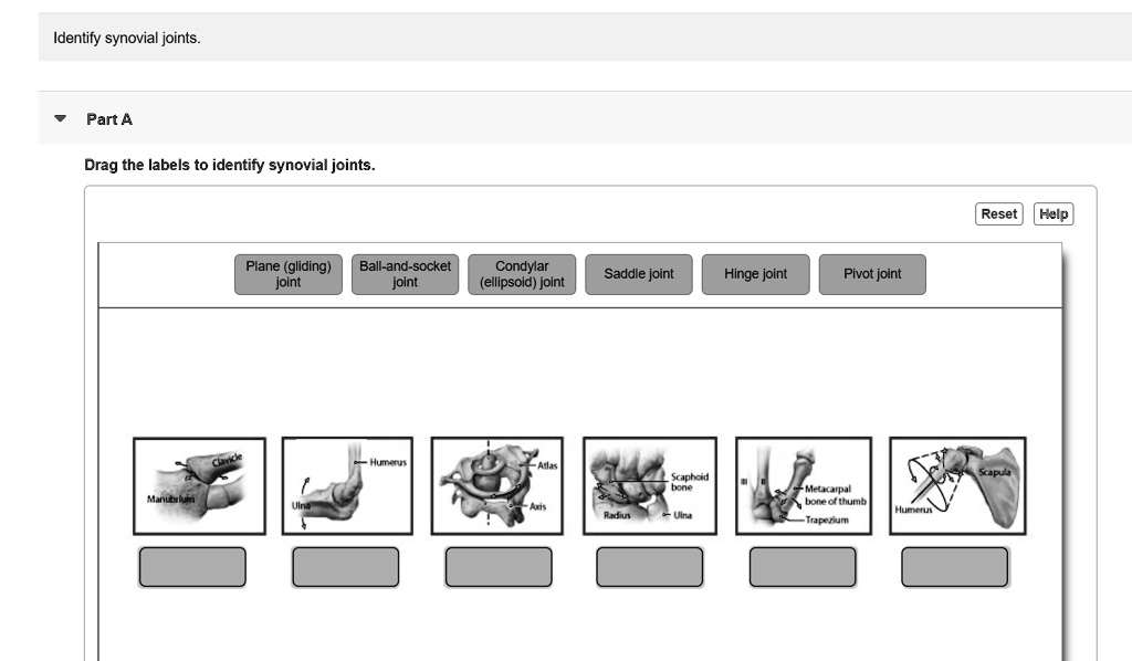 Identify synovial joints Part A Drag the labels to identify synovial ...