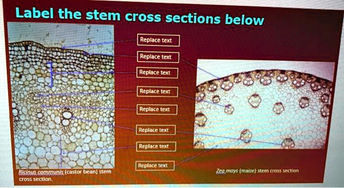 Label the stem cross sections below Replace textRepla… - SolvedLib