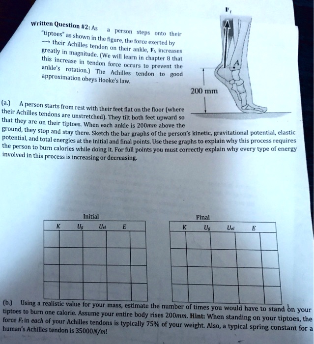 Written Question #2: As a person steps onto their "tiptoes"...