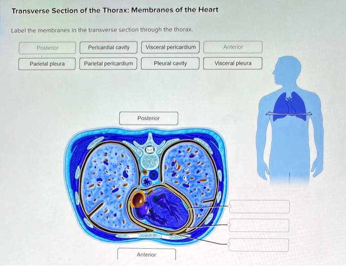 SOLVED: Transverse Section of the Thorax: Membranes of the Heart Label ...