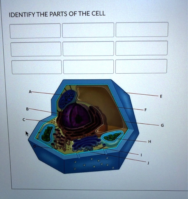 SOLVED:IDENTIFY THE PARTS OF THE CELL