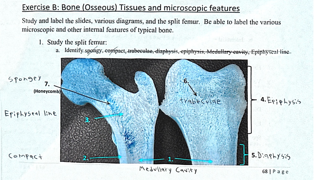 Exercise B: Bone (Osseous) Tissues and microscopic features Study and ...
