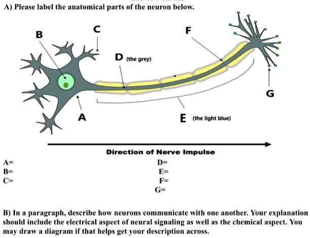 A) Please label the anatomical parts of the neuron below. B C F A= B= C ...