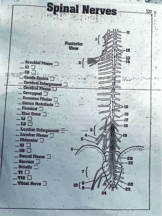 SOLVED: Spinal Nerves Posterior View Brachial Plexus C1 C8 Cauda Equina ...