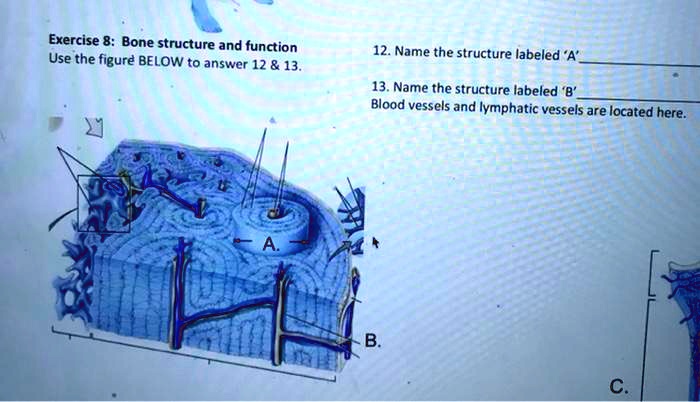 SOLVED: Exercise 8: Bone Structure and Function Use the figure BELOW to ...