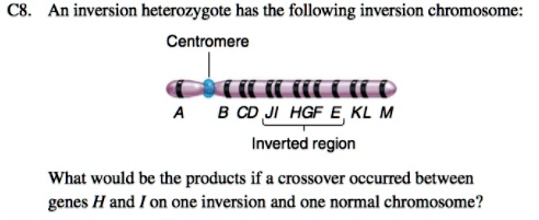 SOLVED: C8 . An inversion heterozygote has the following inversion ...