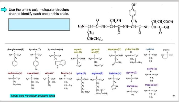 SOLVED: Texts: Use the amino acid molecular structure chart to identify ...