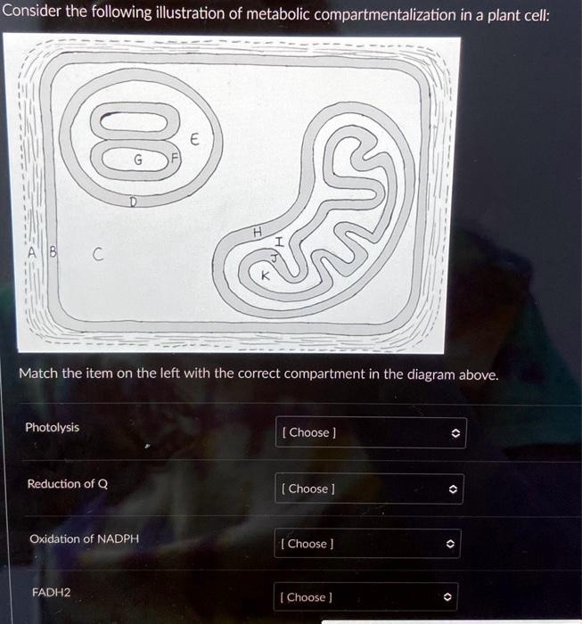 SOLVED: Consider the following illustration of metabolic compartmentalization in a plant cell G ...