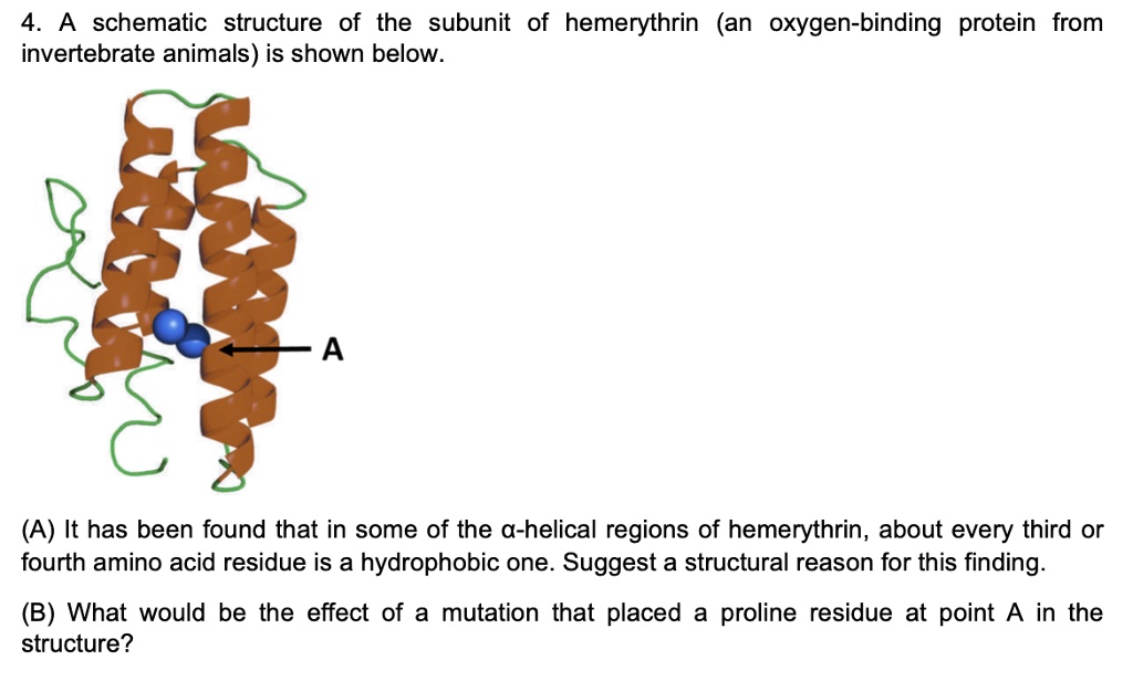 4. A schematic structure of the subunit of hemerythrin (an oxygen ...