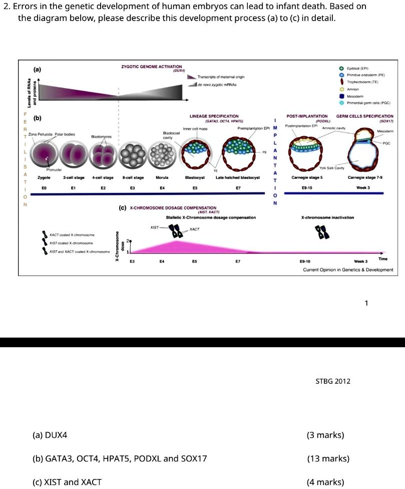 SOLVED: Errors in the genetic development of human embryos can lead to ...