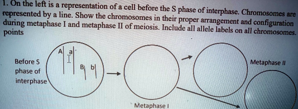 SOLVED: On the left is a representation of a cell before the phase of ...
