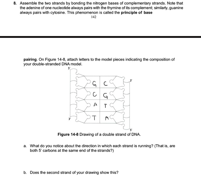assemble the two strands by bonding the nitrogen bases of complementary ...