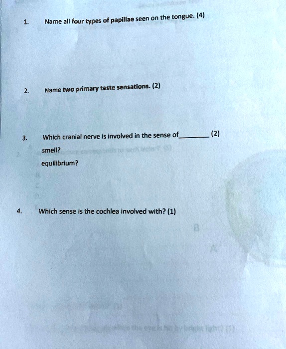 SOLVED: Name all four types of 'papillae seen on the tongue: (4) Name ...