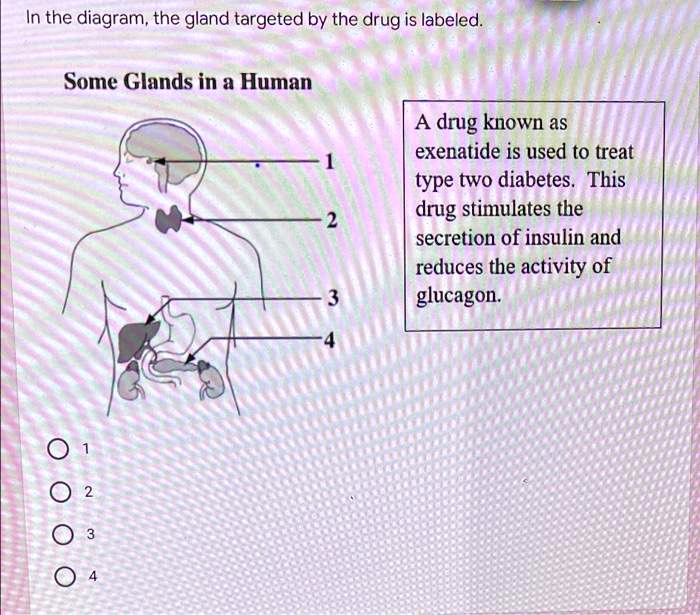 SOLVED: In the diagram, the gland targeted by the drug is labeled ...