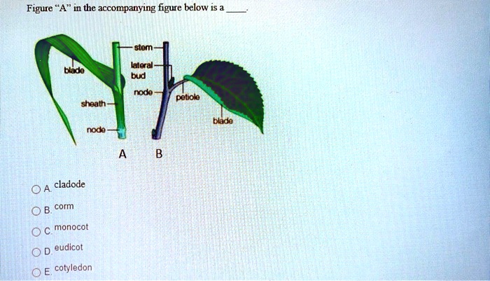 SOLVED: Figure "A" in the accompanying figure below. Stem - Lateral bud ...