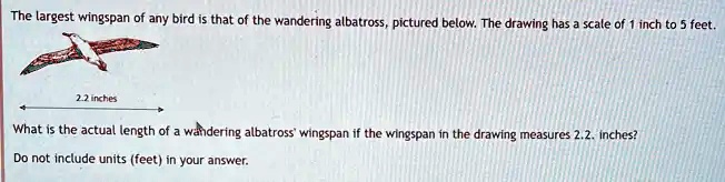 SOLVED: The largest wingspan of any bird is that of the wandering ...