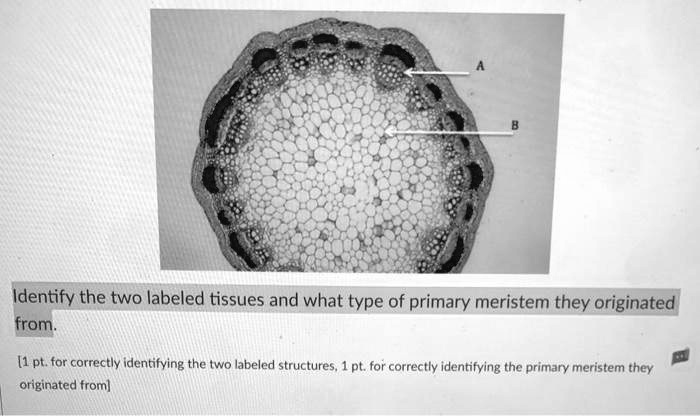 A B Identify the two labeled tissues and what type of primary meristem ...