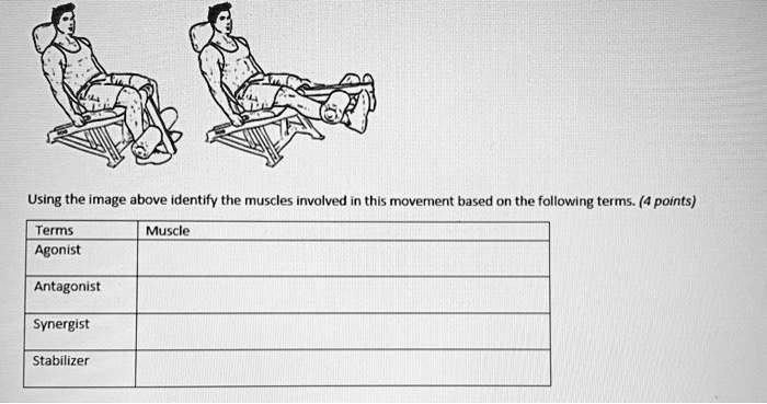 SOLVED: Using the image above Identify the muscles involved this ...