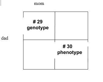 mom # 29 genotype dad # 30 phenotype