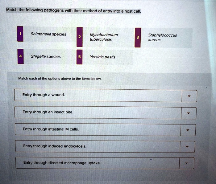 Match the following pathogens with their method of entry...