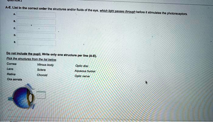 q.2 c. D E Do not Include the pupil, Write only one structure per line ...