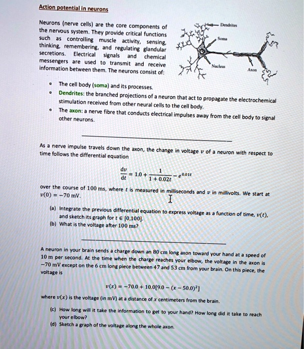 action potential in neurons neurons nerve cells the core components of ...