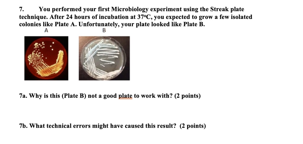 you performed your first microbiology experiment using the streak plate ...