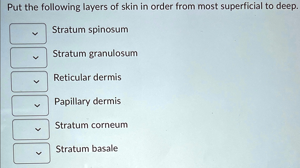 put the following layers of skin in order from most superficial to deep ...