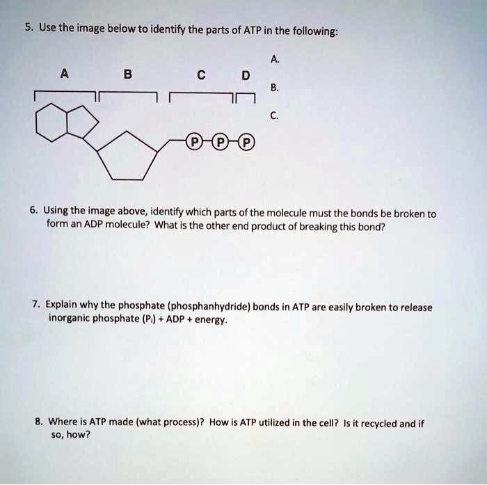 5. Use the image below to identify the parts of ATP in the following: A ...