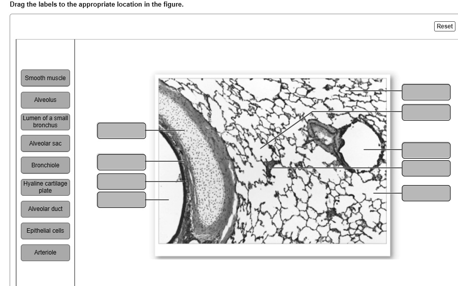 SOLVED: Drag the labels to the appropriate location in the figure ...