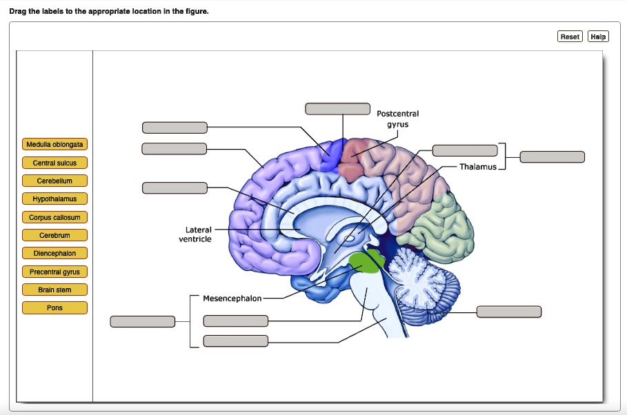 Drag the labels to the appropriate location in the figure. Drag the ...