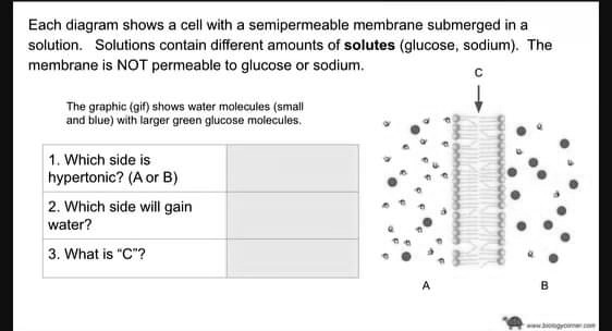 SOLVED: What side is hypertonic: A or B? Which side will gain water ...