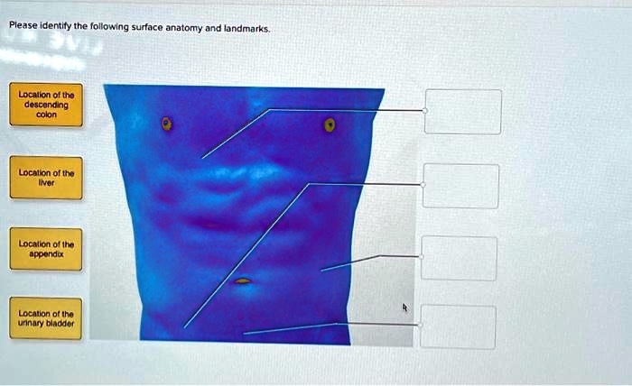 Please identify the following surface anatomy and landmarks: - Location ...
