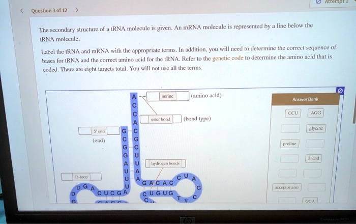 question 012 the sccondury cniclutc irna molecule rna molecule given an ...