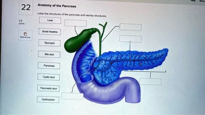 Anatomy of the Pancreas: Labeling the Structures