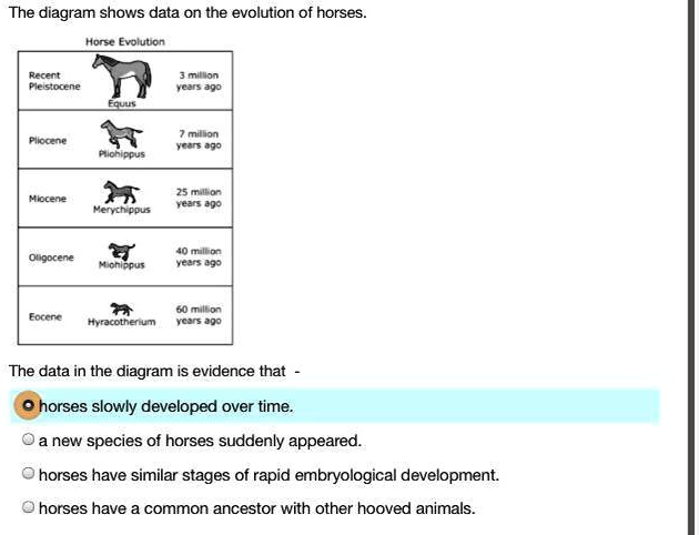 The diagram shows data on the evolution of horses. Horse Evolution ...