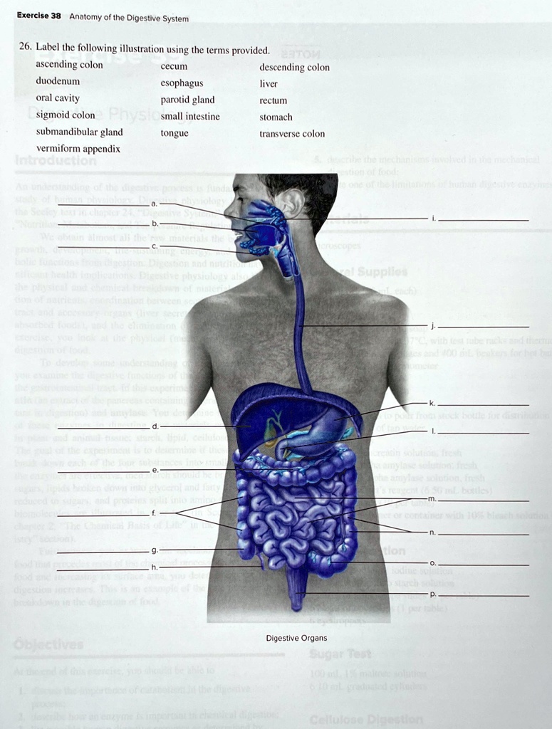 Exercise 38 Anatomy of the Digestive System 26. Label the following ...