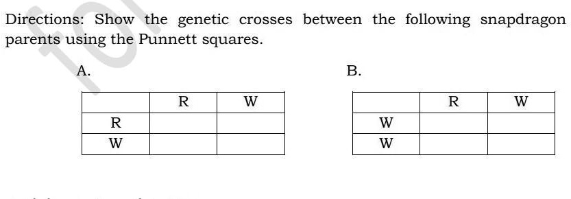 show the genetic crosses between the following snapdragon parents using ...