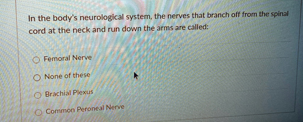 in the bodys neurological system the nerves that branch off from the ...
