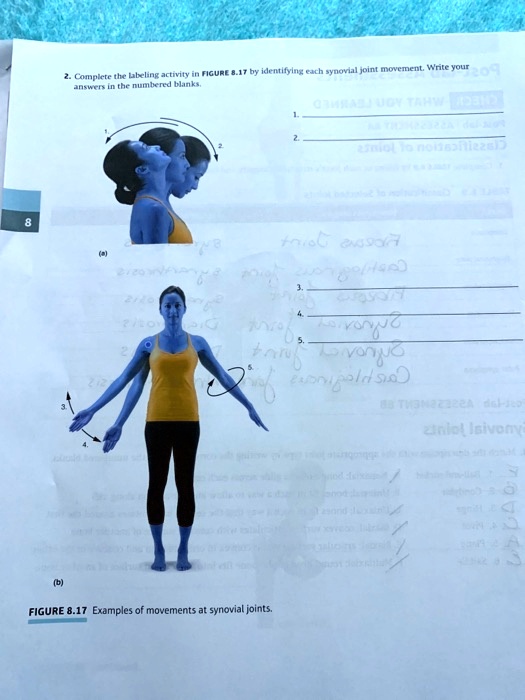 SOLVED: Complete the labeling activity in FIGURE 8.17 by identifying ...