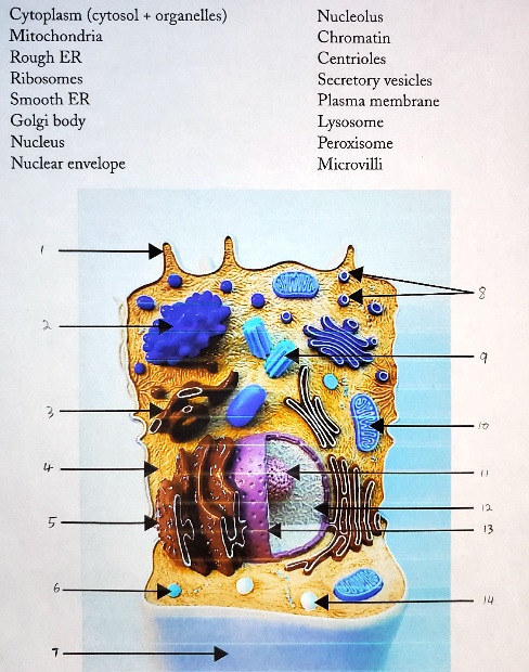 SOLVED:Cytoplasm (cytosol organelles) Mitochondria Rough ER Ribosomes ...
