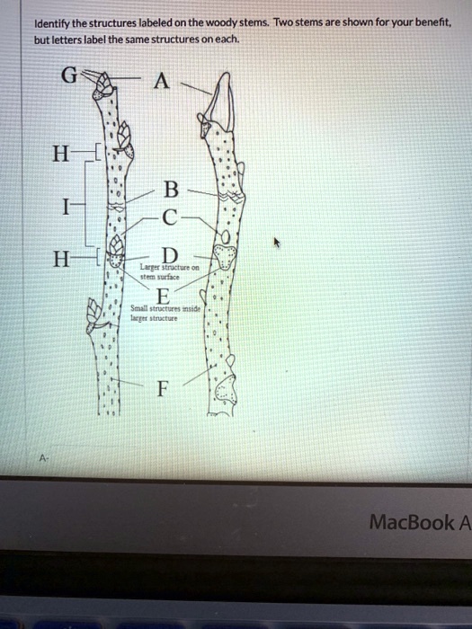 SOLVED: Identify the structures labeled on the woody stems: Two stems ... SOLVED: Identify the structures labeled on the woody stems: Two stems ...